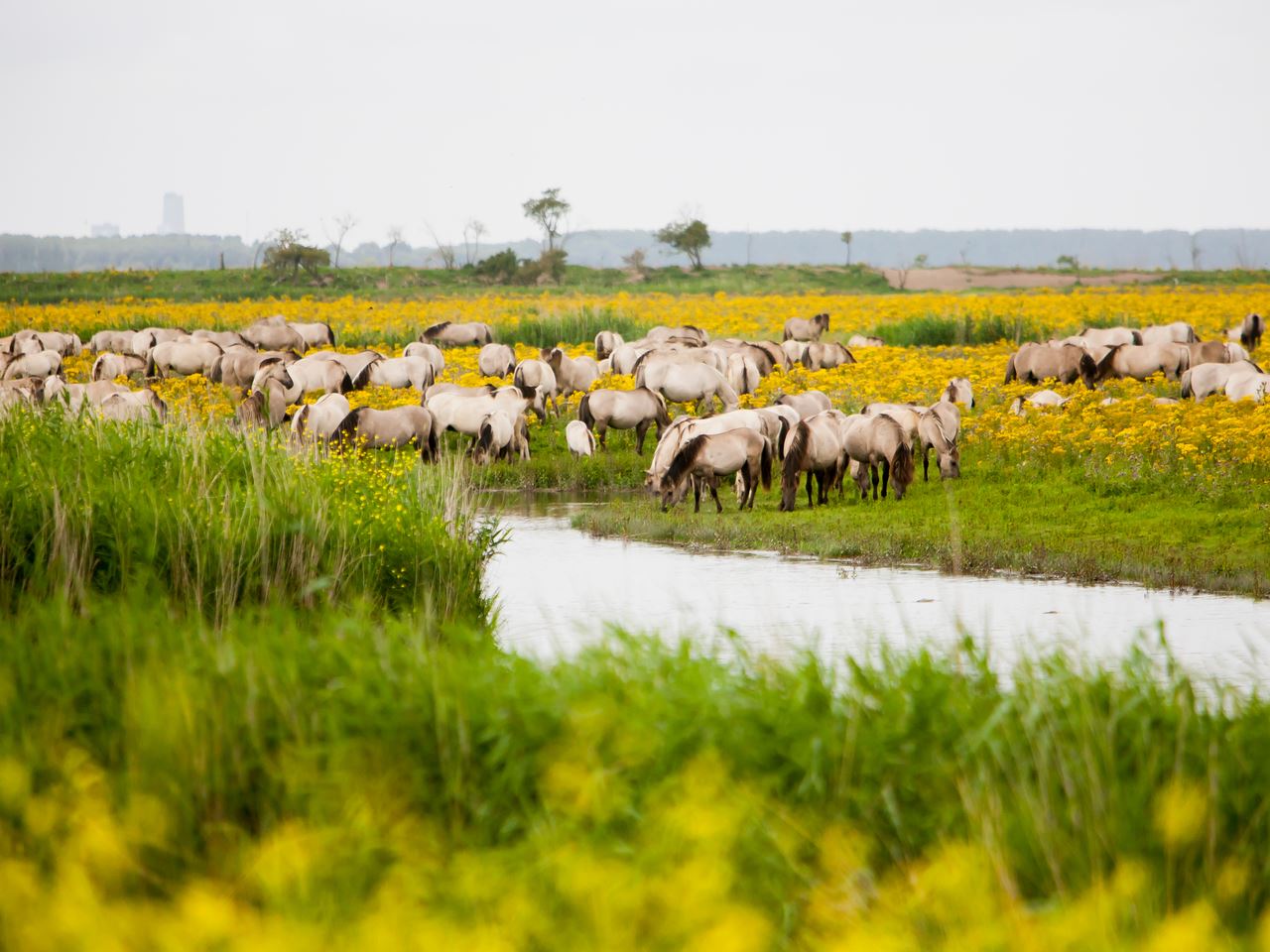 Holiday park Landal Waterparc Veluwemeer | Landal GreenParks